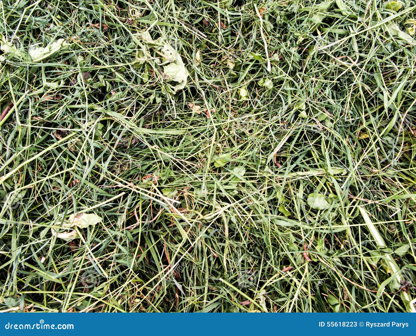 Heu als Hintergrund stockbild. Bild von bearbeitung, verwelkt - 55618223