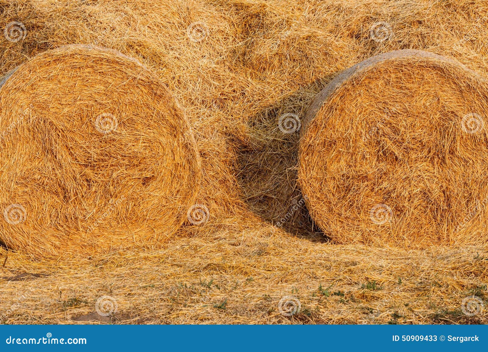 Heuballen Auf Dem Feld Nach Ernte Stockbild - Bild von nahrung, gelb ...