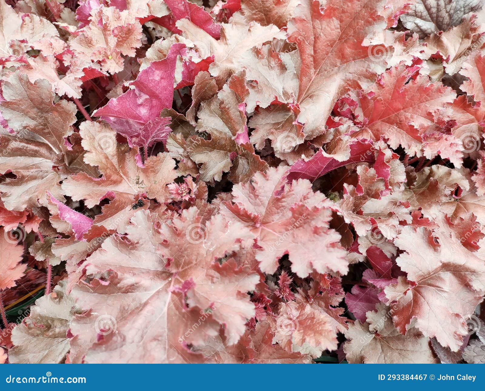 Heuchera Chocolate Ruffles Stock Image - Image of colorful, closeup ...