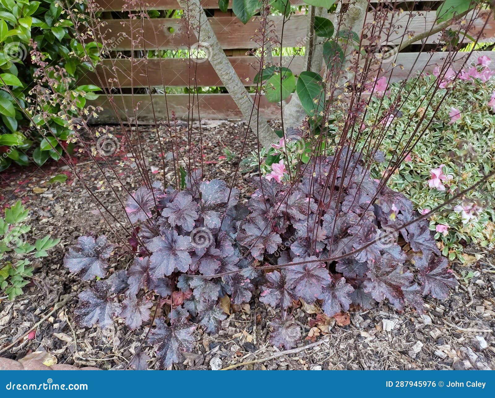 Heuchera Midnight Rose stock photo. Image of heuchera - 287945976