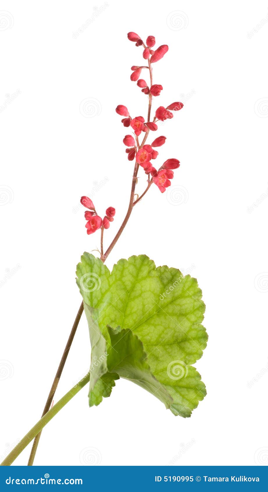 Heuchera sanguinea stock image. Image of arrangement, heuchera - 5190995