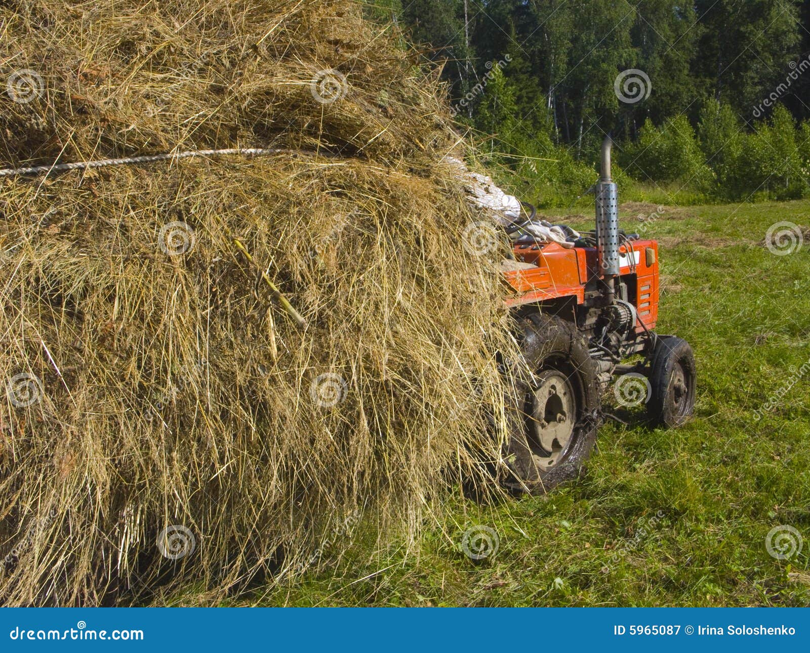 Heuernte in Sibirien 2 stockbild. Bild von bereiten, teildienste - 5965087
