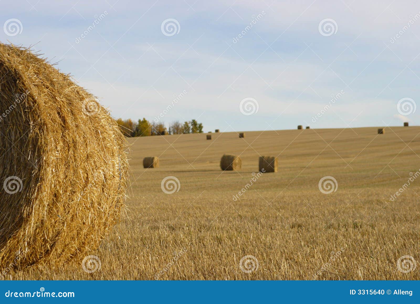 Heufeld stockfoto. Bild von fallen, ballen, feld, landwirtschaft - 3315640