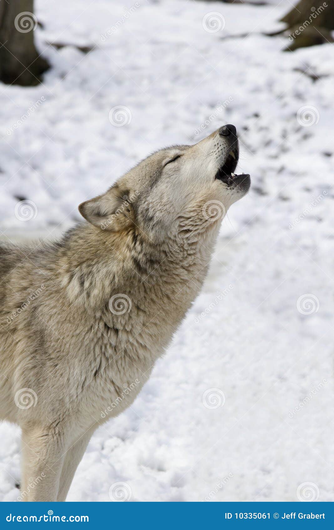 Heulender Bauholz-Wolf stockbild. Bild von einsam, bauholz - 10335061