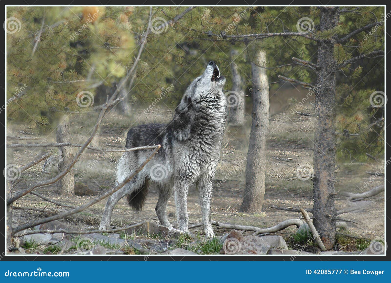 Heulender Gray Wolf stockbild. Bild von evergreen, fleischfresser ...
