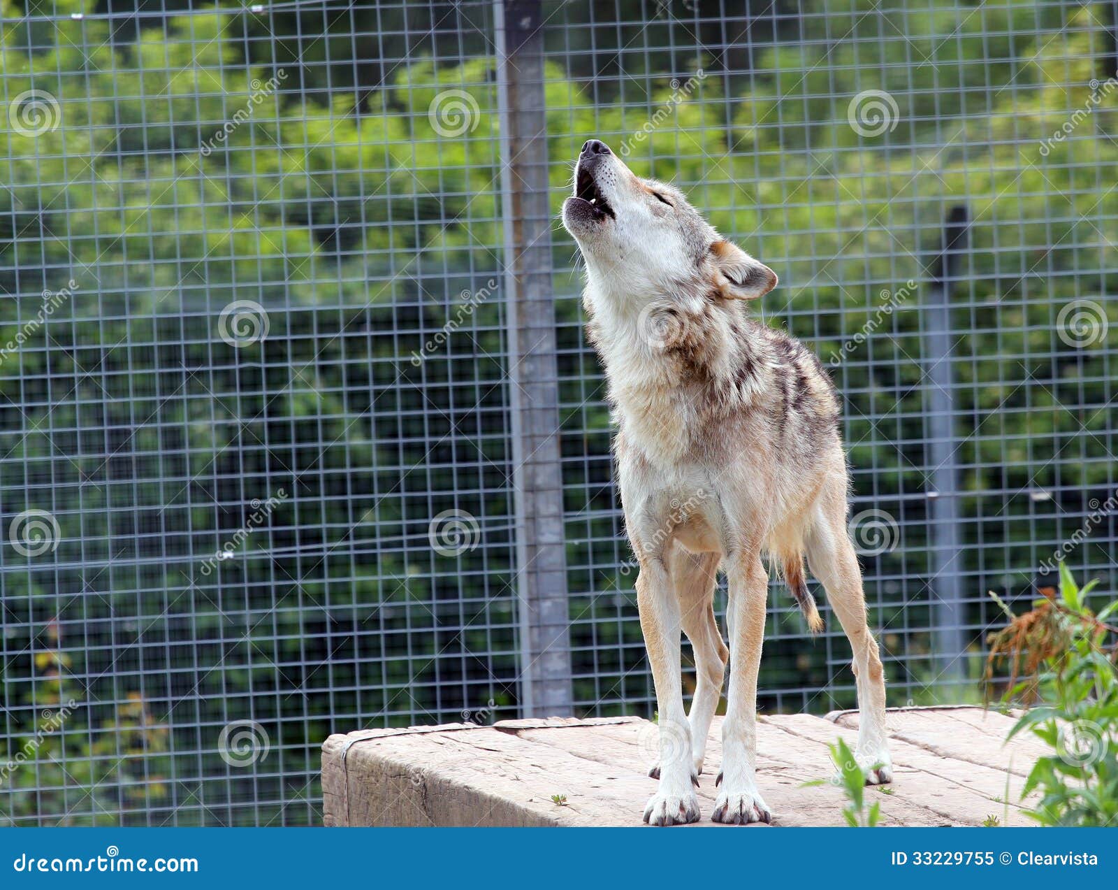 Heulender Wolf. stockbild. Bild von gefangener, benennen - 33229755