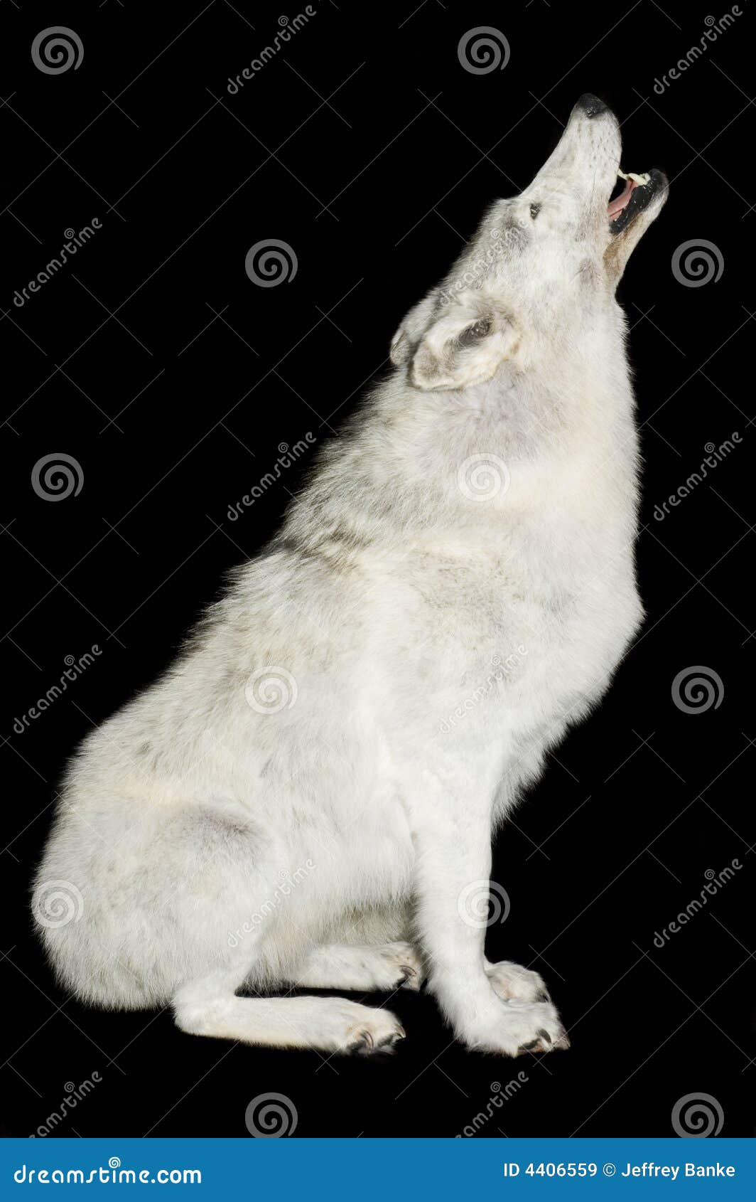 Heulender Wolf stockbild. Bild von fleischfresser, angefüllt - 4406559