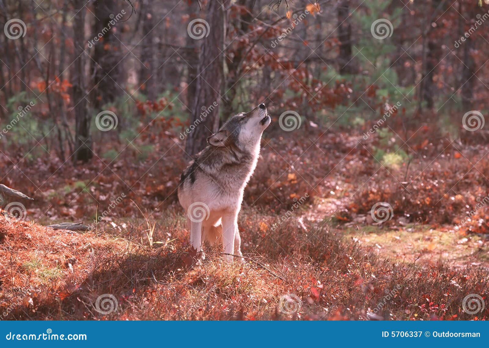 Heulender Wolf stockbild. Bild von wild, nave, bauholz - 5706337