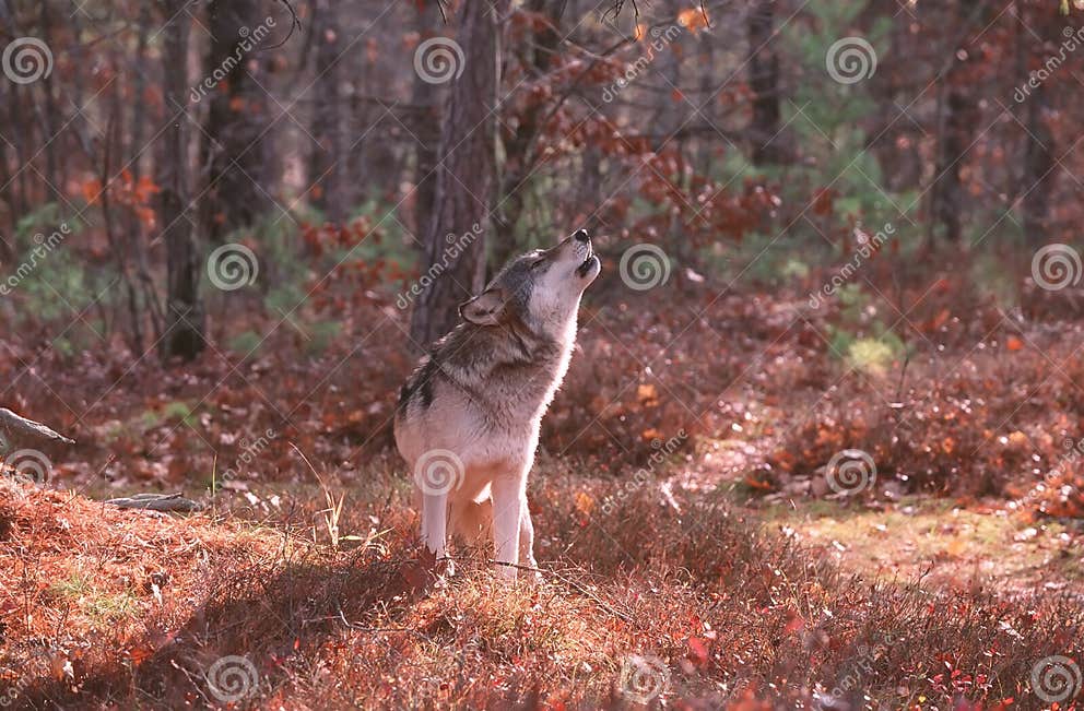 Heulender Wolf stockbild. Bild von wild, nave, bauholz - 5706337