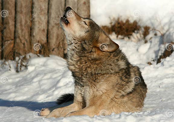 Heulender Wolf stockbild. Bild von porträt, tier, braun - 8288233
