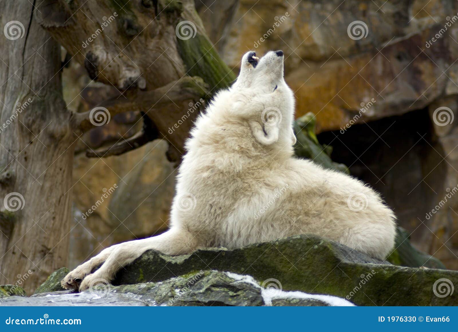 Heulenwolf stockfoto. Bild von nave, tier, berg, wild - 1976330