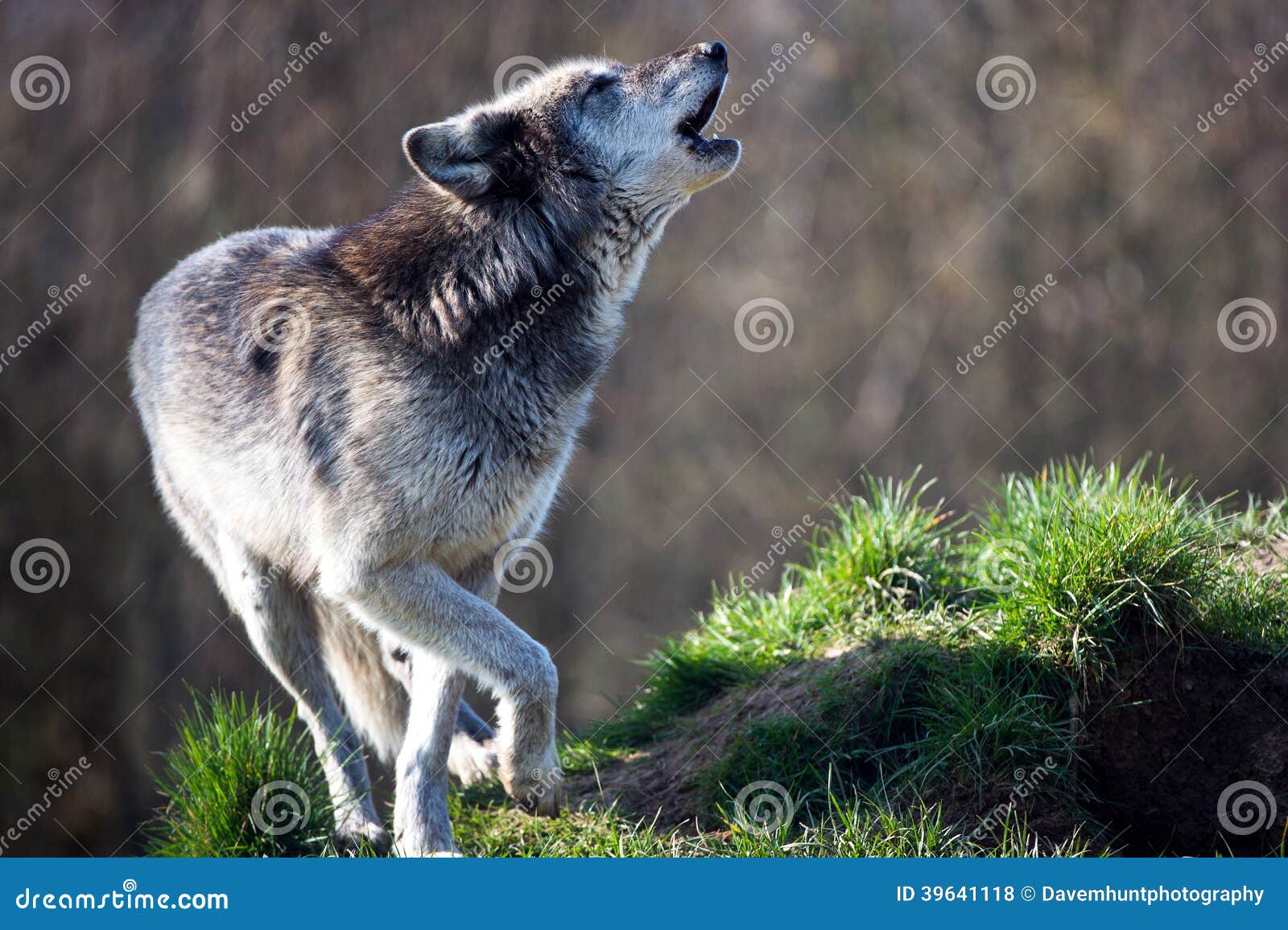 Heulenwolf stockfoto. Bild von wild, bauholz, geschöpf - 39641118