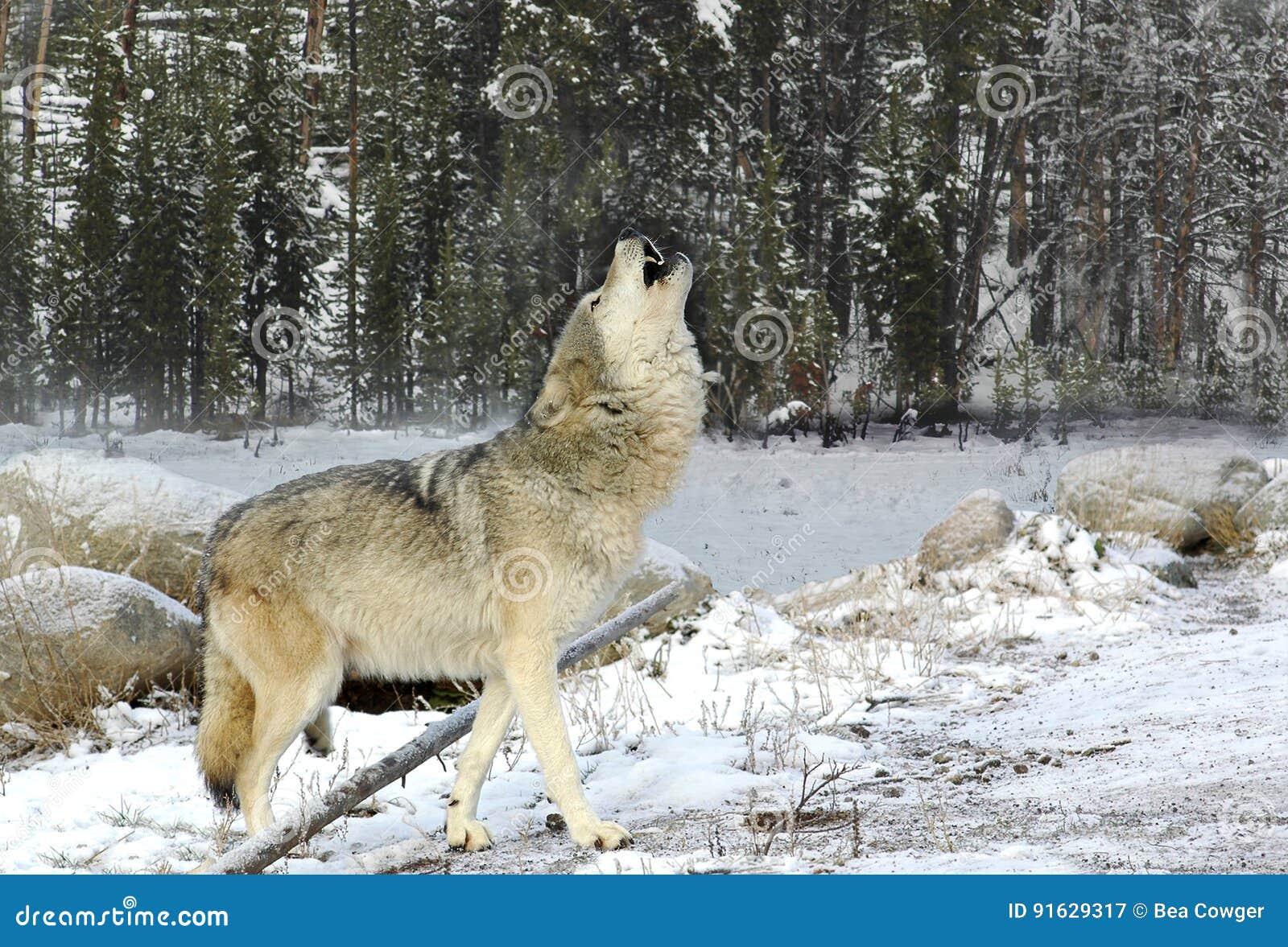 Heulenwolf im Schnee stockbild. Bild von westlich, grau - 91629317