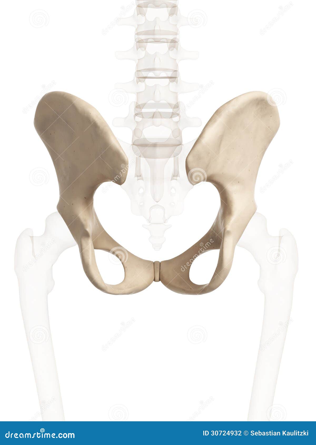 Heupbeen stock illustratie. Illustration of skeletachtig - 30724932
