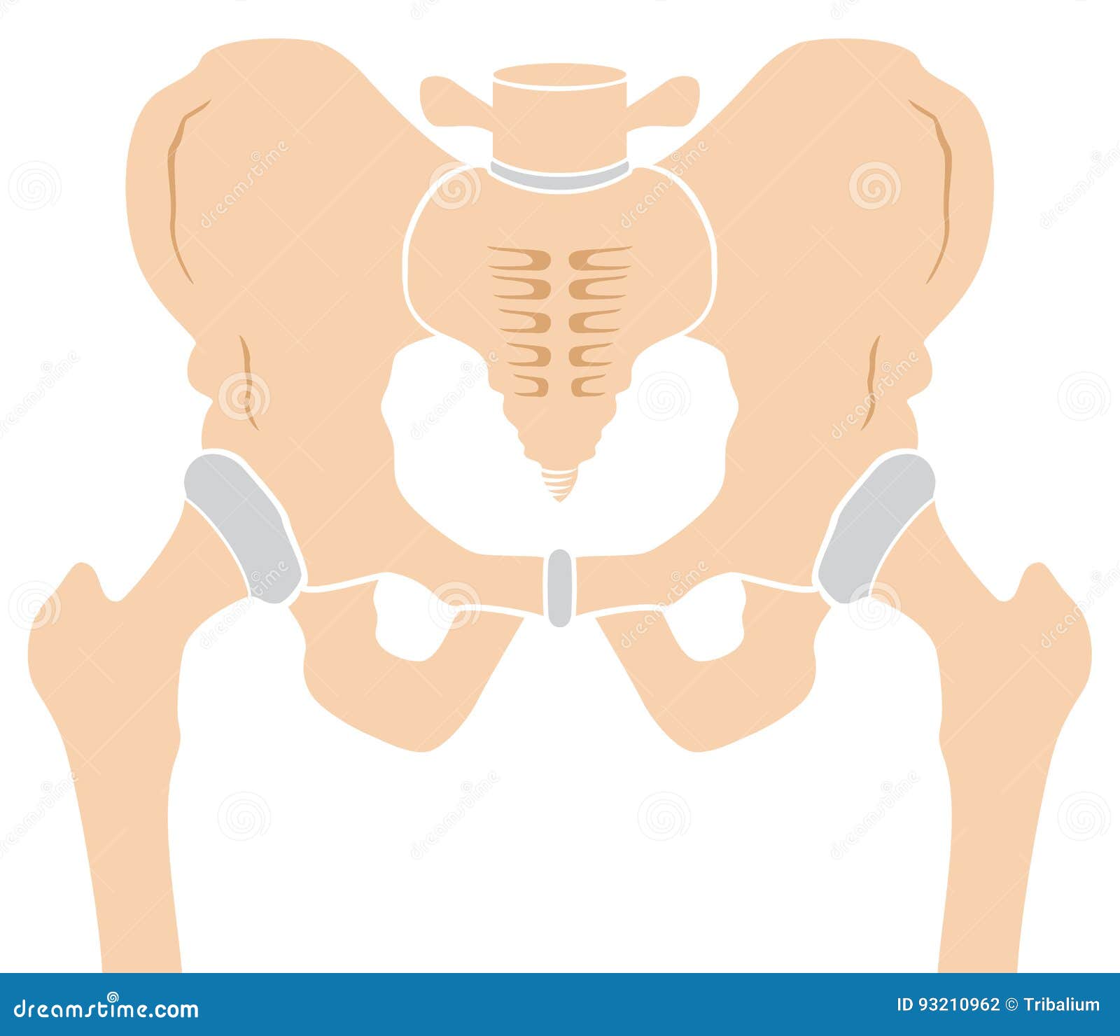Heupbeen vector illustratie. Illustration of implantaat - 93210962