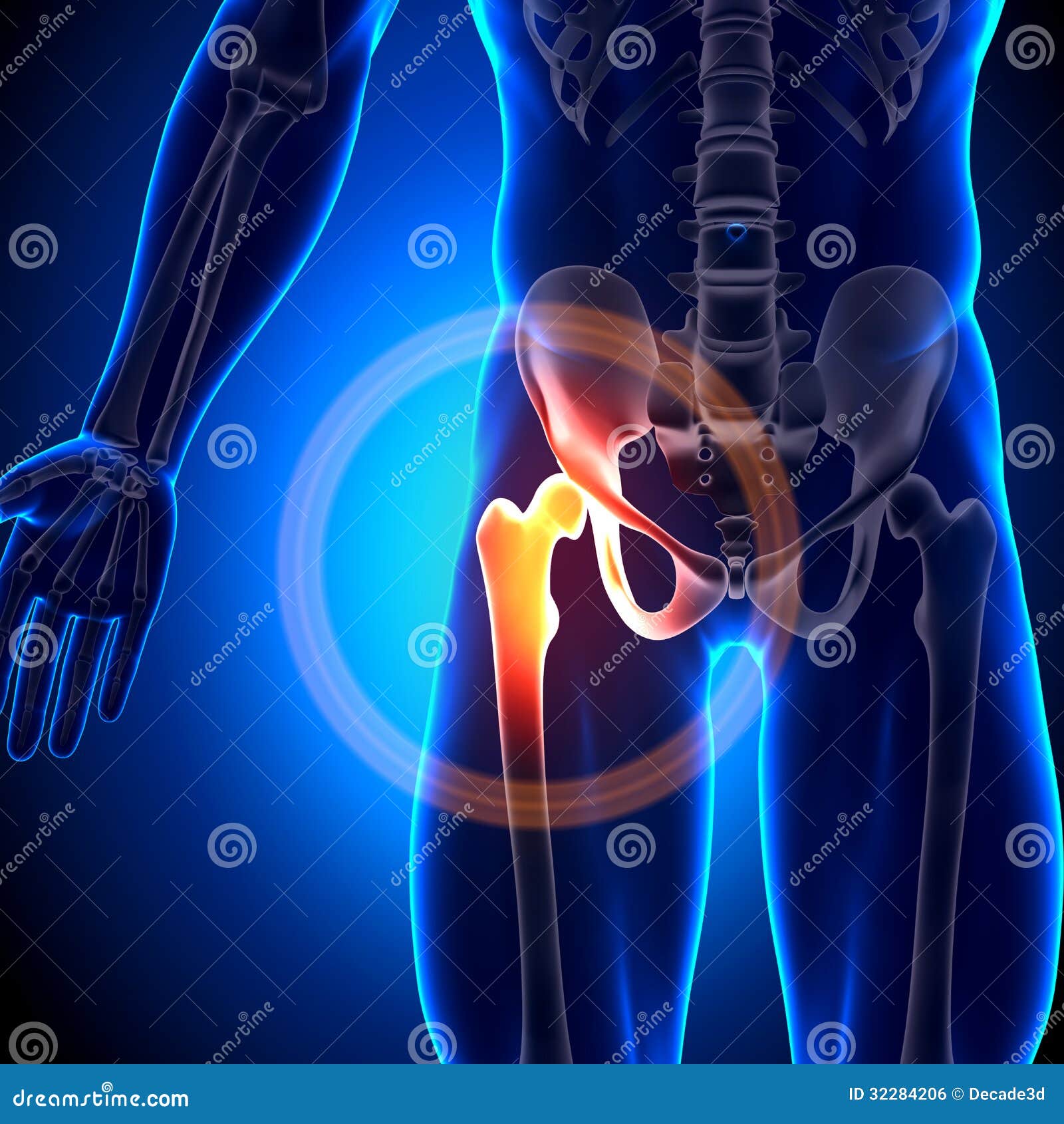 Heupverbinding/Dijbeen - Anatomiebeenderen Stock Illustratie ...