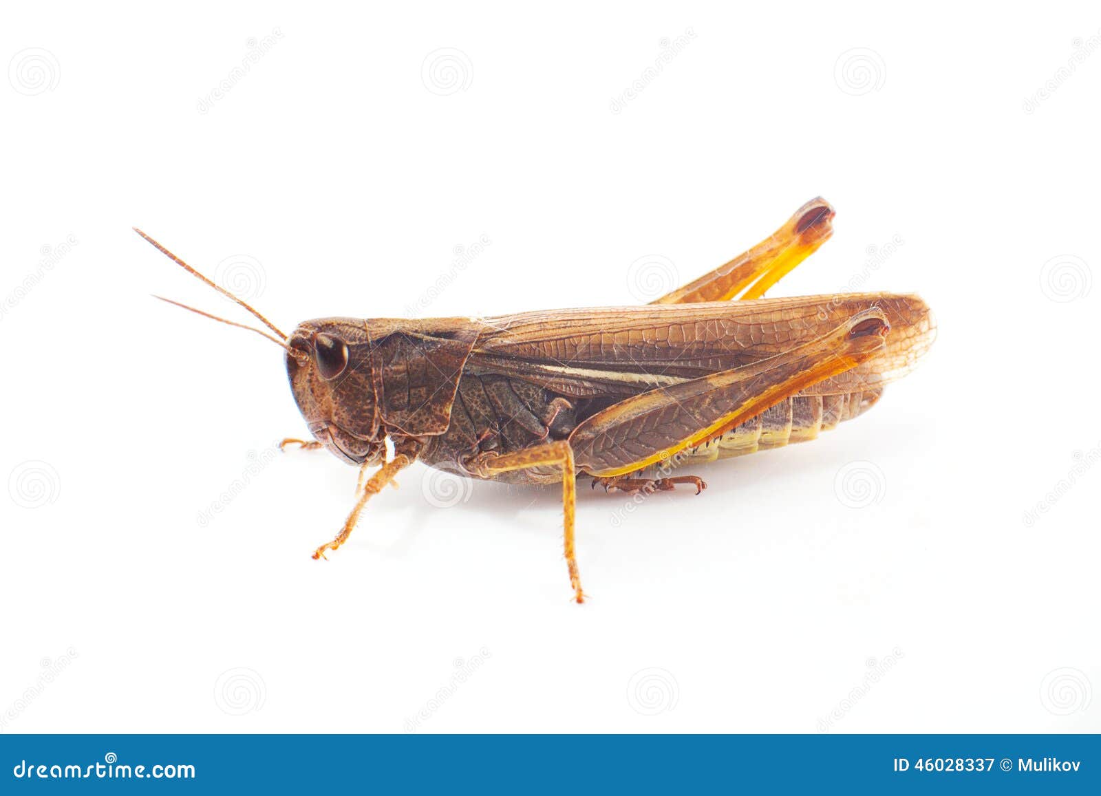 Heuschrecke Auf Weißem Hintergrund Stockbild - Bild von makro, insekt ...