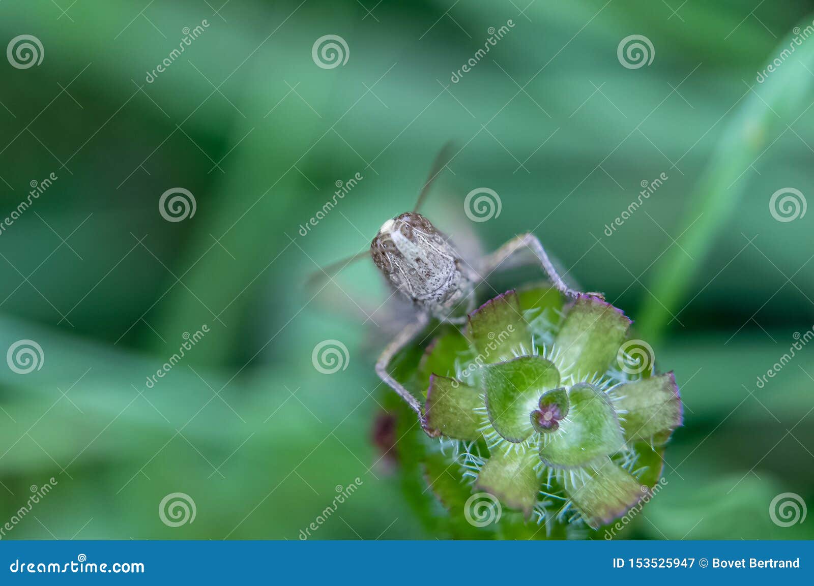 Heuschrecke stockbild. Bild von insekt, gras, grün, heuschrecke - 153525947
