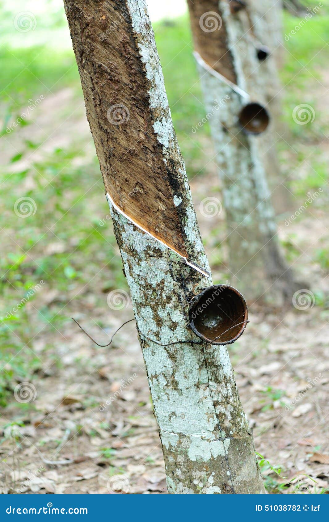 Hevea brasiliensis stock photo. Image of plant, latex - 51038782