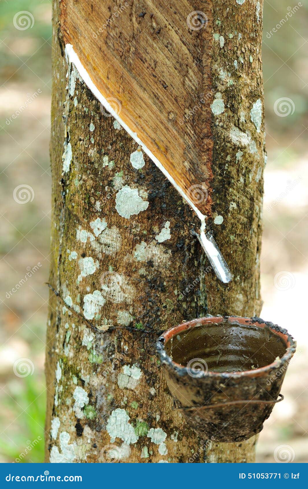 Hevea brasiliensis stock image. Image of latex, commodity - 51053771