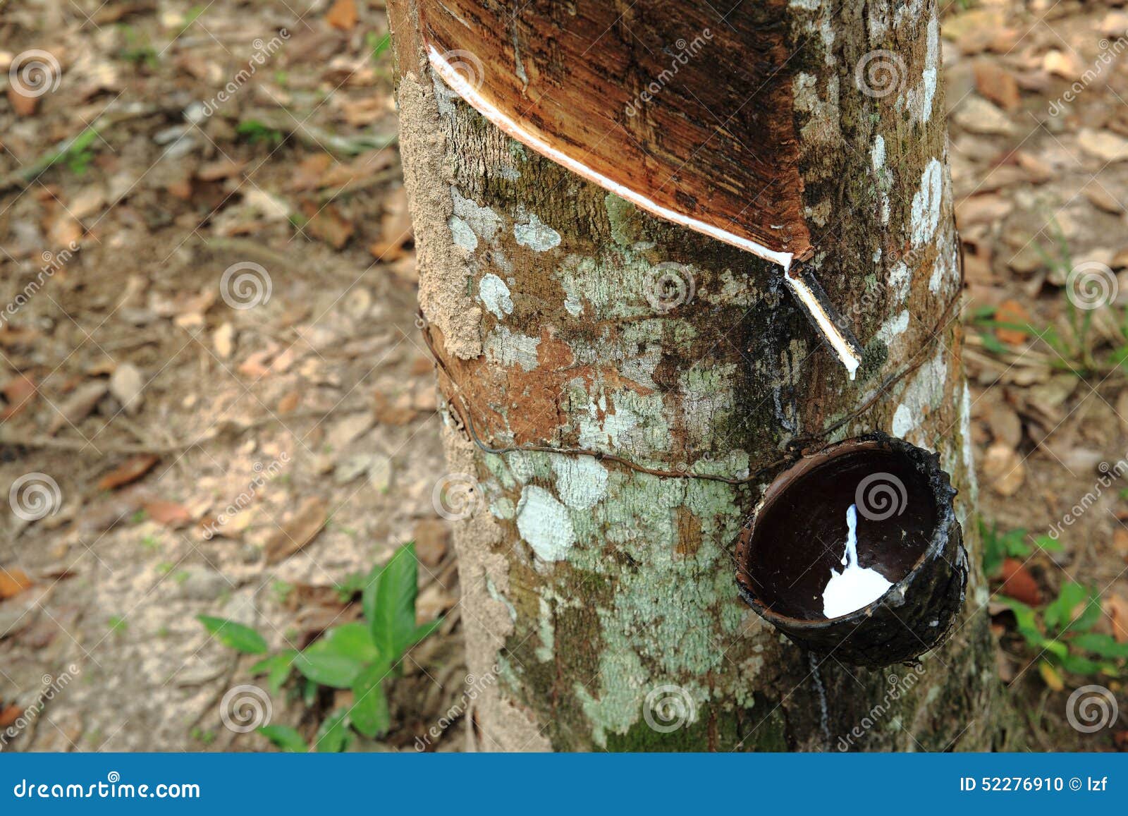 Hevea brasiliensis stock photo. Image of commodity, brasiliensis - 52276910