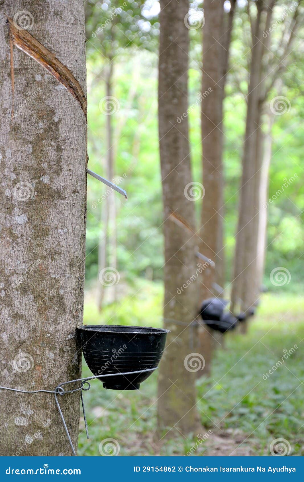 Hevea brasiliensis tree stock photo. Image of green, siam - 29154862
