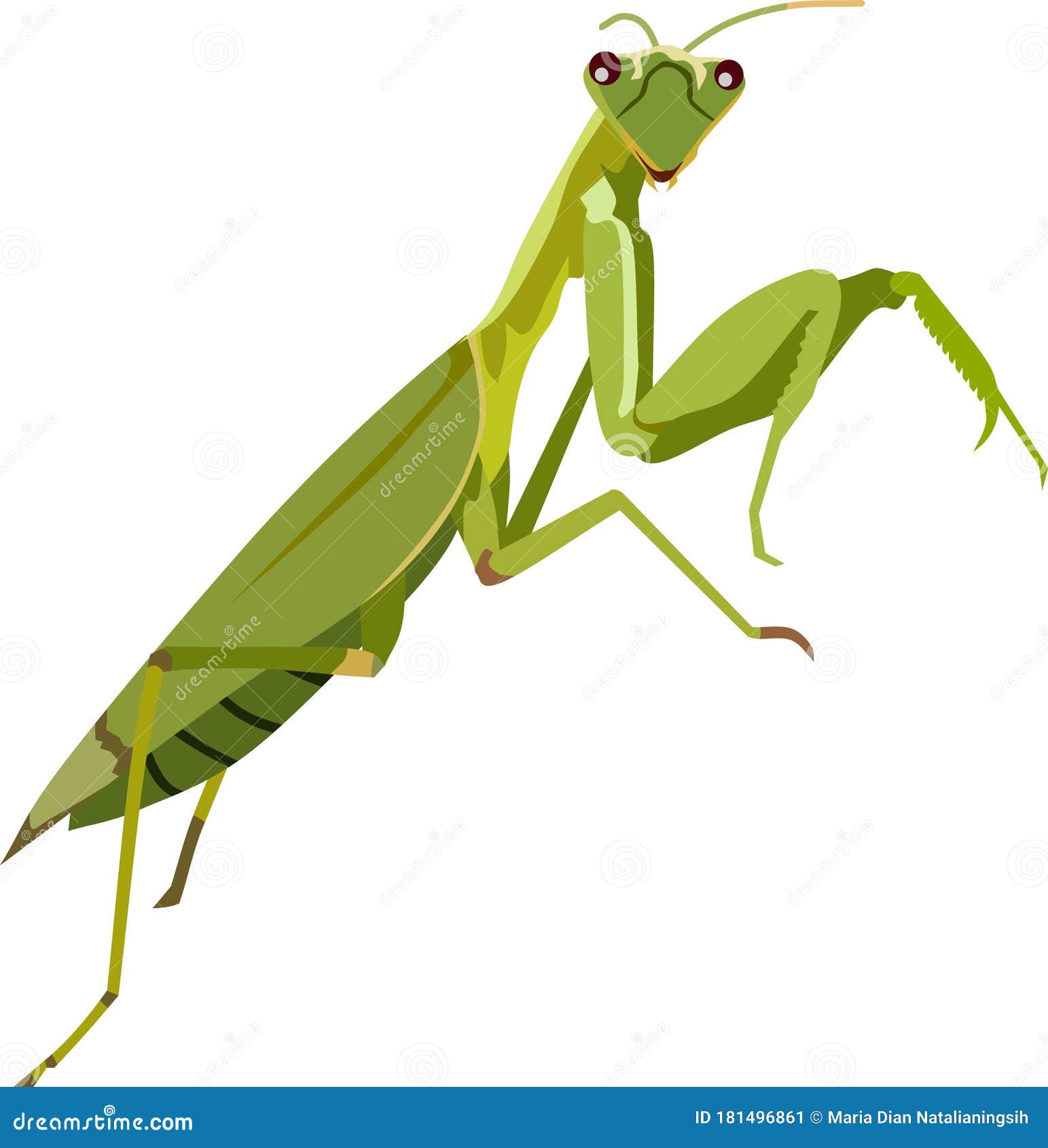 Mantis Insect Cartoon Illustration | CartoonDealer.com #38931421