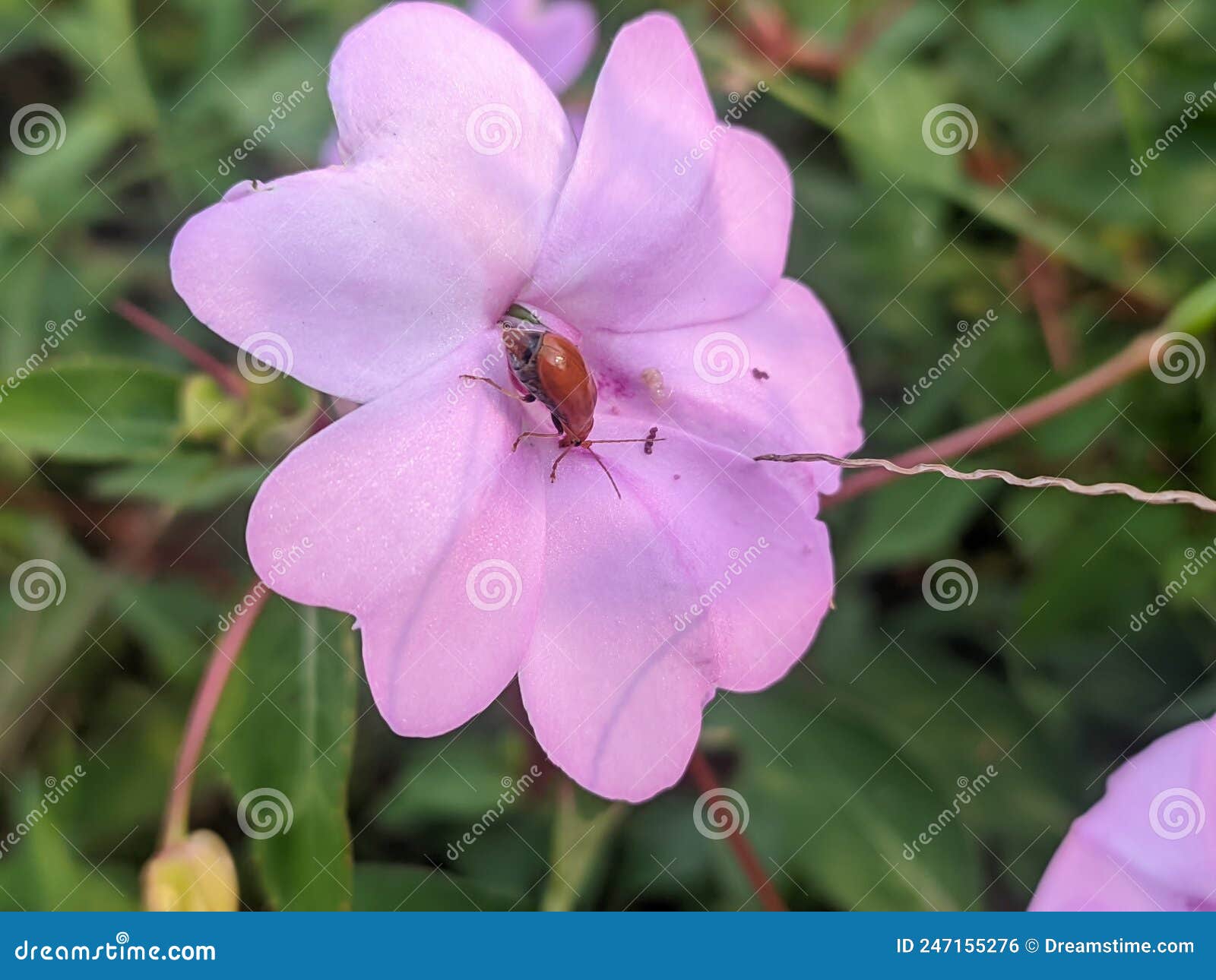 Hewan Dan Bunga Berwarna Jingga Stock Photo - Image of hewan, jingga ...