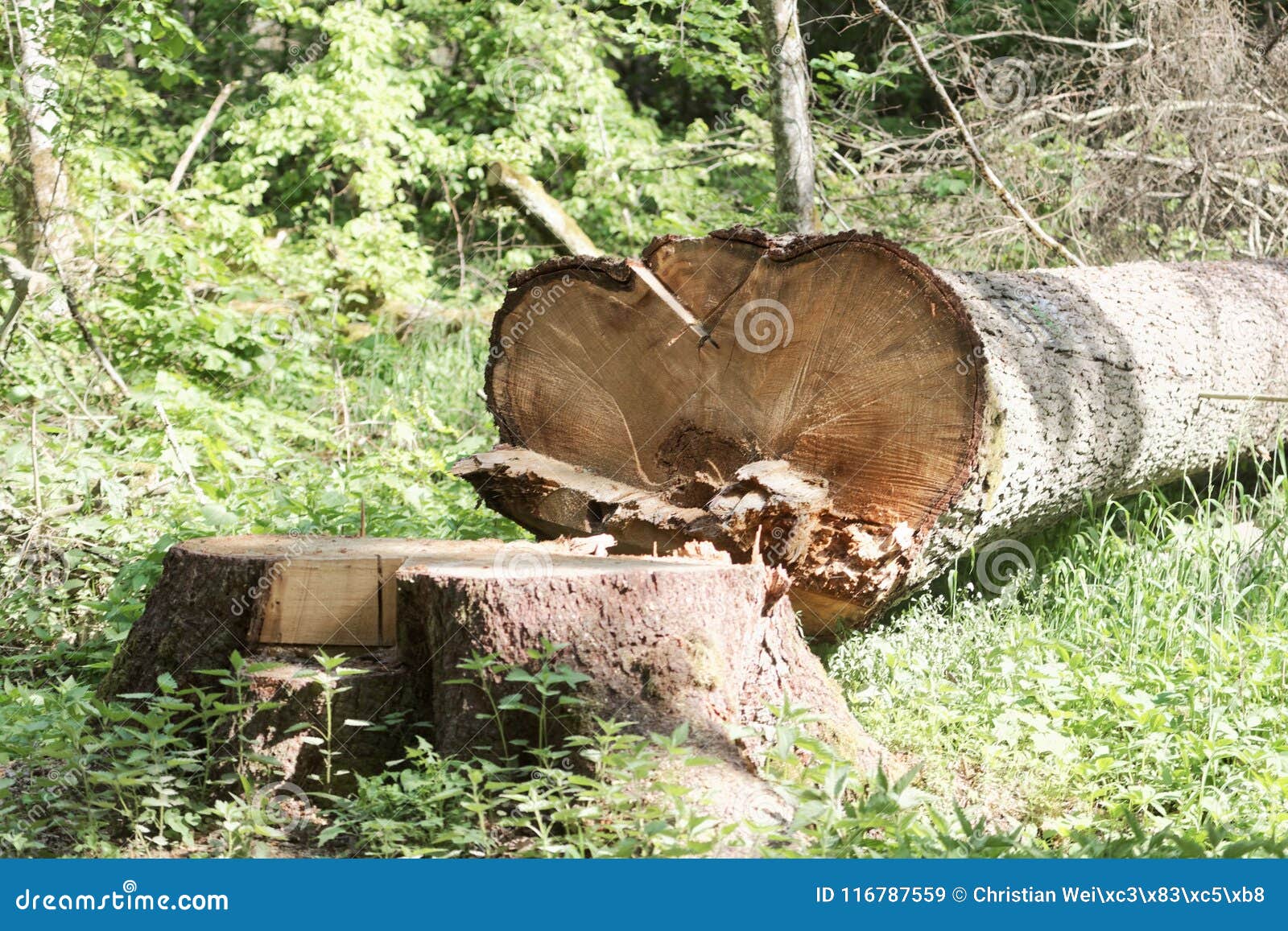 Hewed tree in a forest. stock image. Image of arboriculture - 116787559
