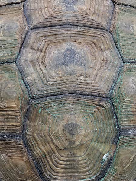 Hexagon Shape Turtle Shell Texture Background Stock Image - Image of ...