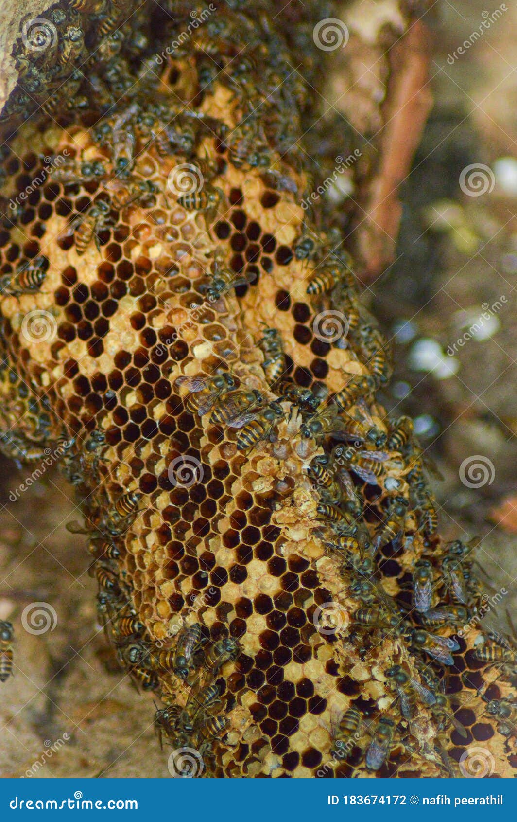 Hexagon Structure of Honey Comb Stock Photo - Image of collected, comb ...