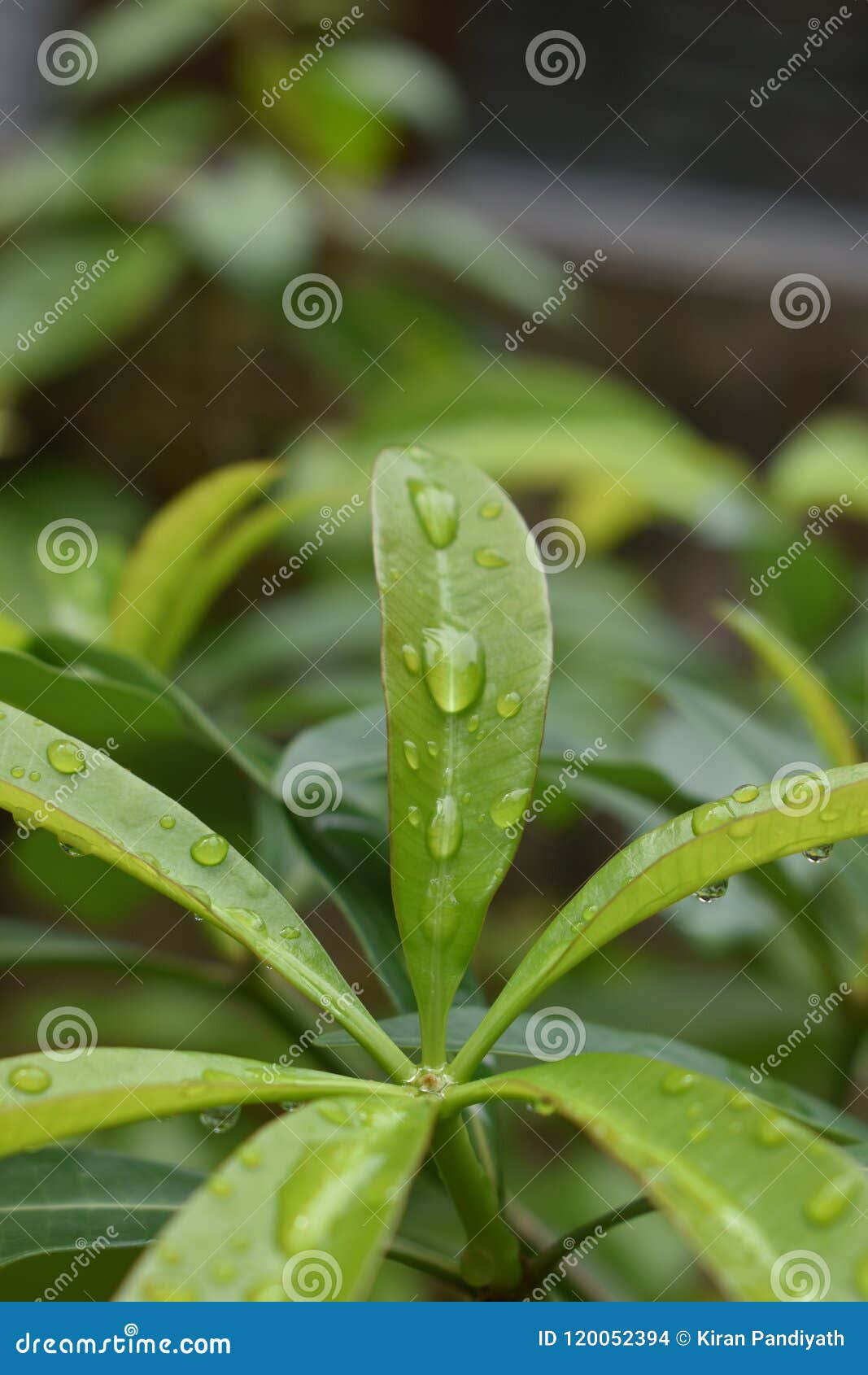 Hexagon Water Rain Drop in the Green Leaves Bud Area Stock Photo ...