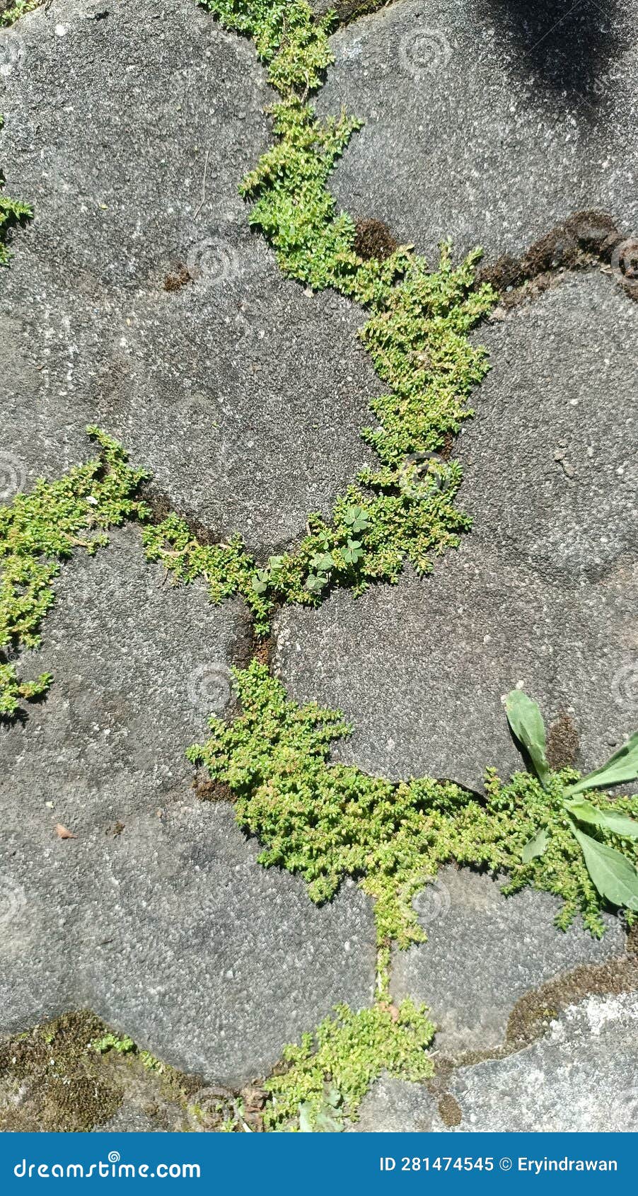 Hexagonal Pathway with Green Moss Growth Stock Image - Image of green ...