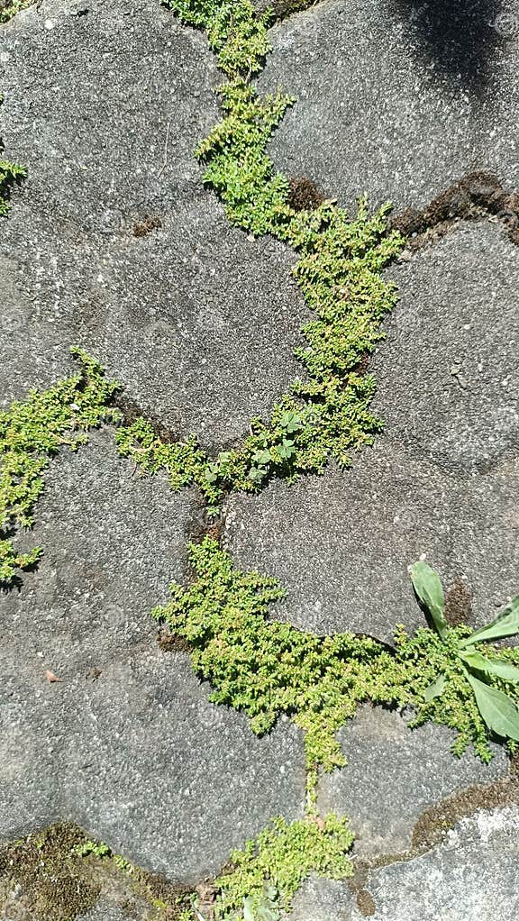 Hexagonal Pathway with Green Moss Growth Stock Image - Image of green ...