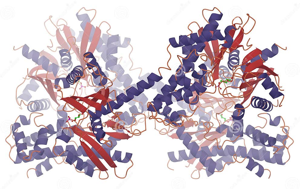 Hexokinase II stock illustration. Illustration of medicine - 96756751