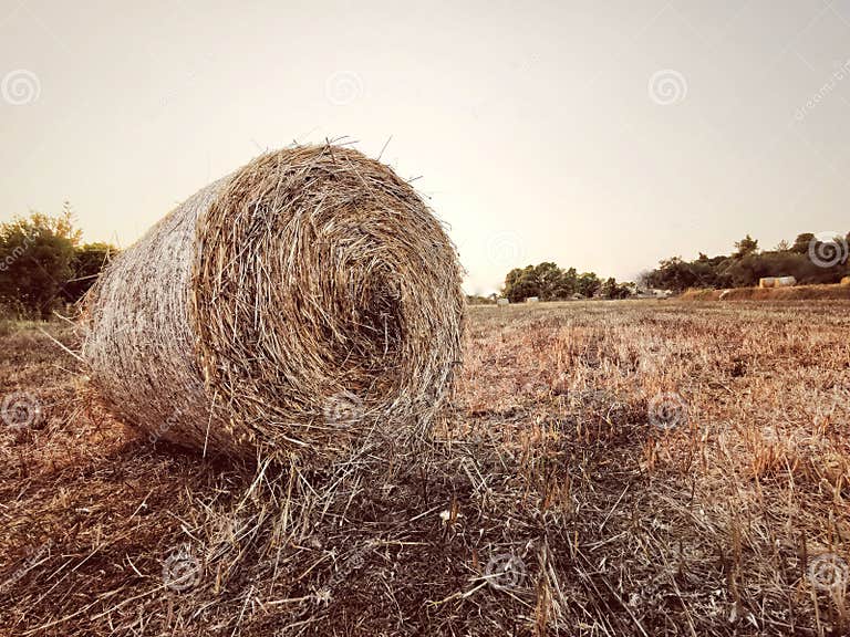 Hey balls in the fields stock image. Image of nature - 193149589