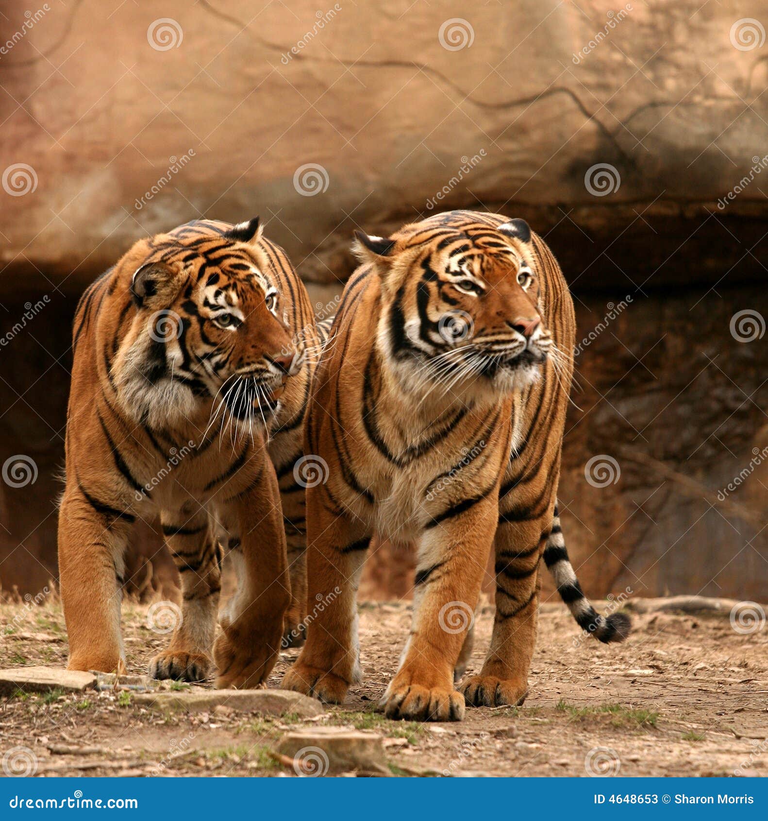 Hey Buddy I M Talking To You Stock Image - Image of tiger, attention ...