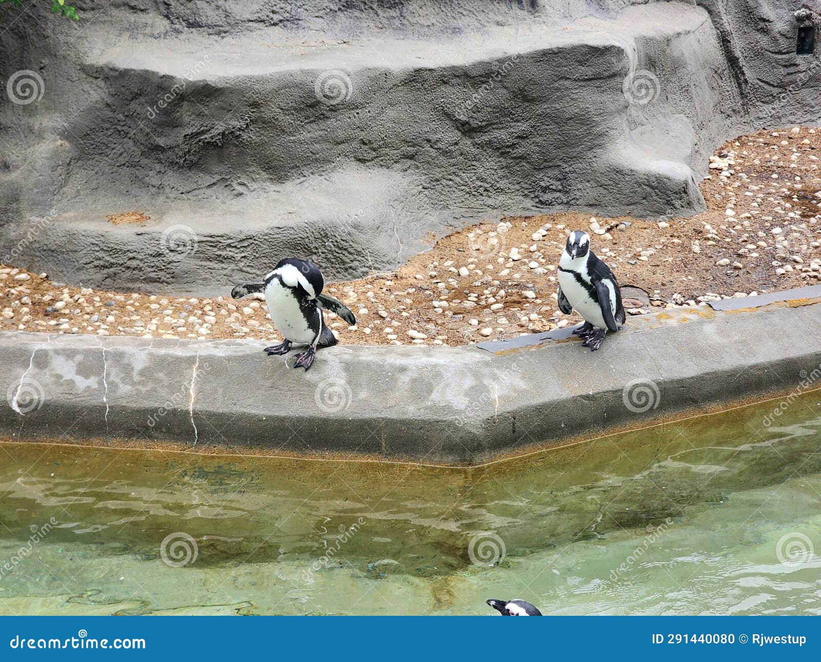 Hey Dave Look at Me I Can Fly Stock Photo - Image of look, dave: 291440080