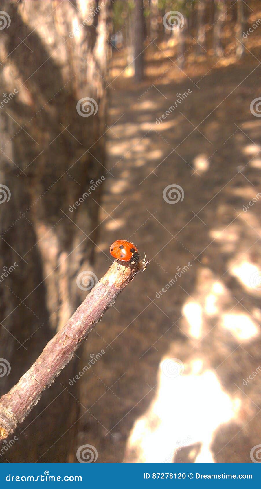 Hey Ladybug stock photo. Image of ladybug, mountain, camera - 87278120