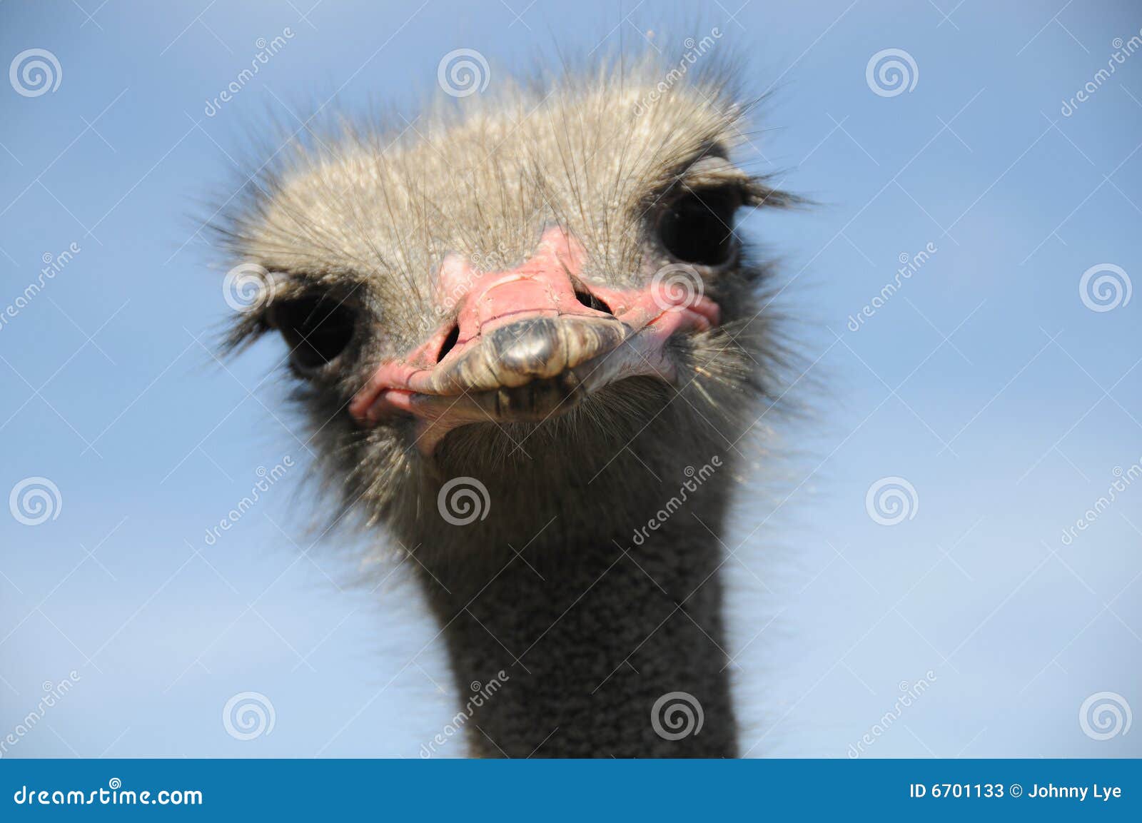 Hey You stock image. Image of africa, beak, ostrich, cute - 6701133