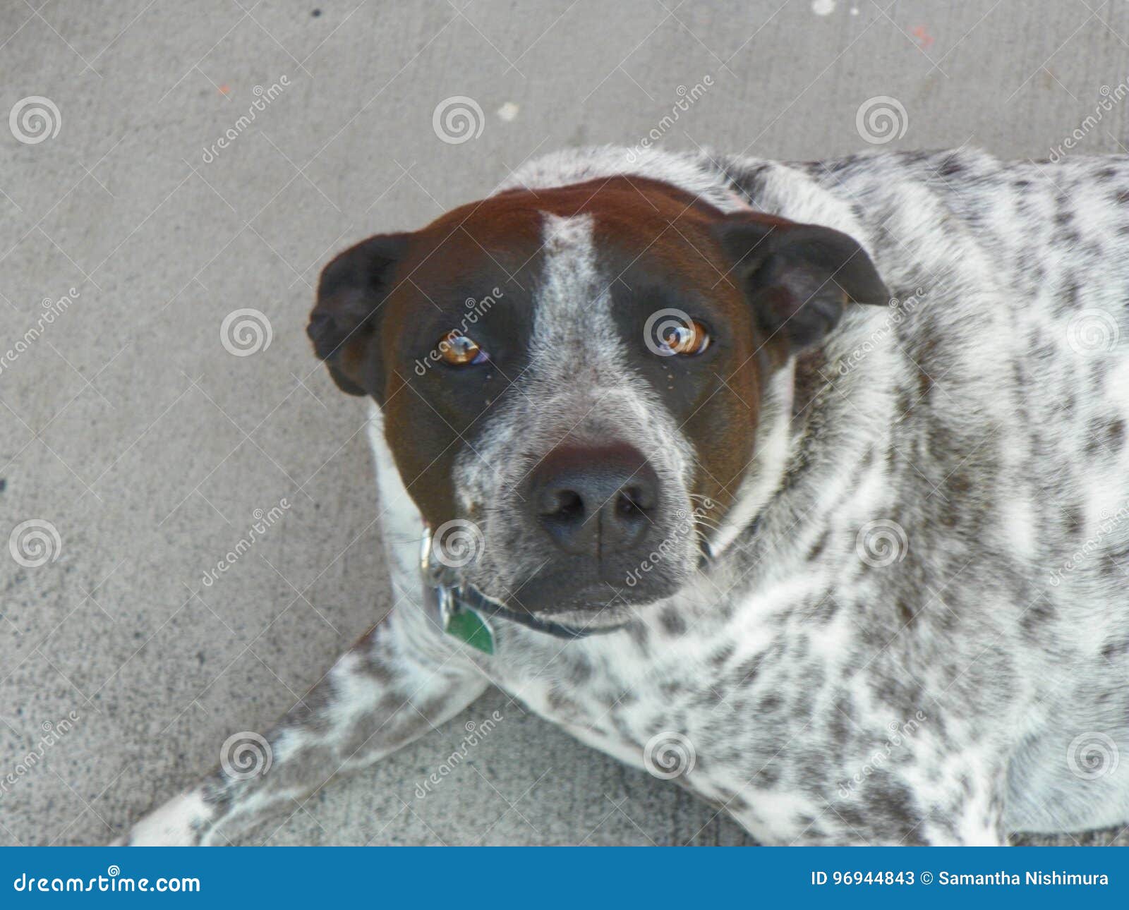 Pointer Lab Pitbull Mix