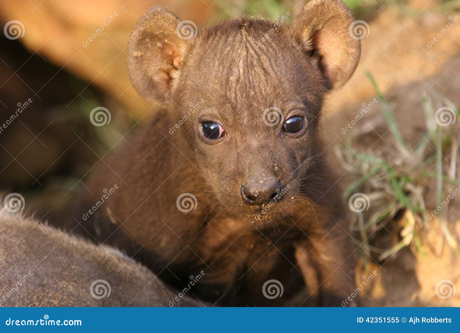 Heyena Cub stock image. Image of kruger, cute, baby, fury - 42351555
