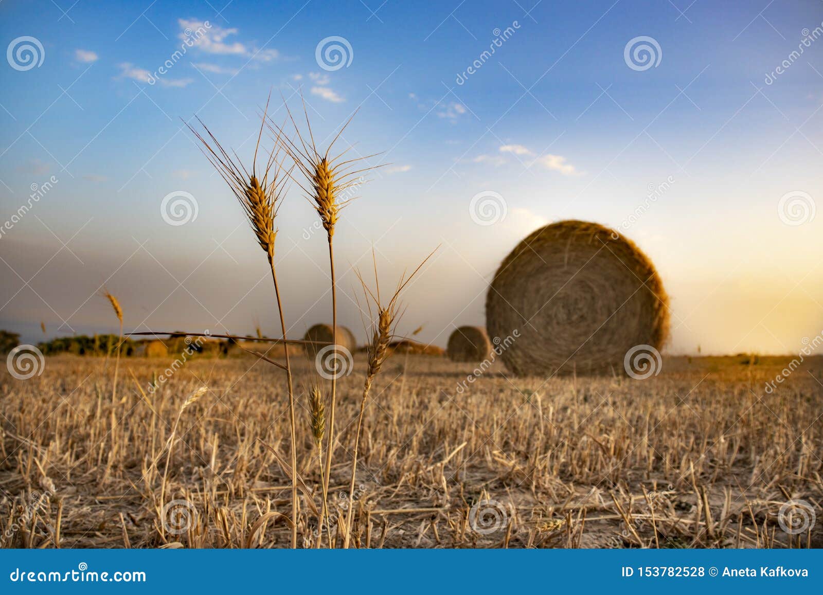 Haystack on the field stock photo. Image of heystack - 153782528