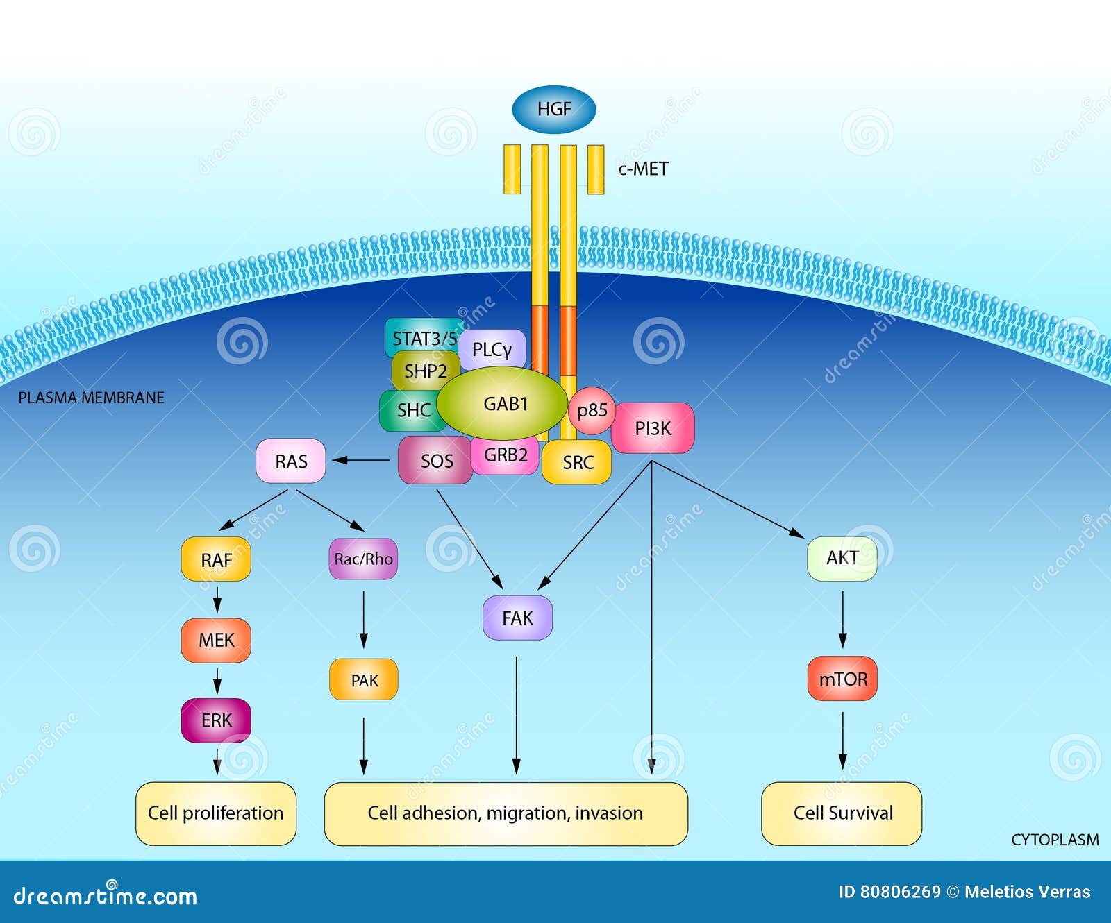 HGF Signaling Pathway Royalty-Free Stock Photo | CartoonDealer.com ...