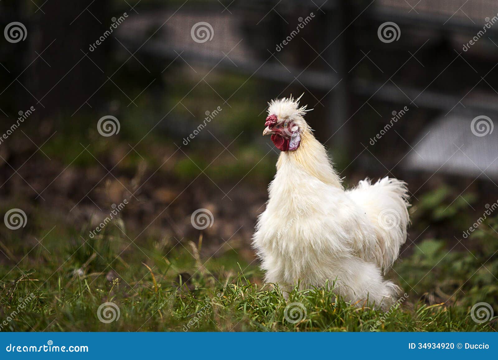 Hhen stock photo. Image of white, yard, outdoor, raising - 34934920