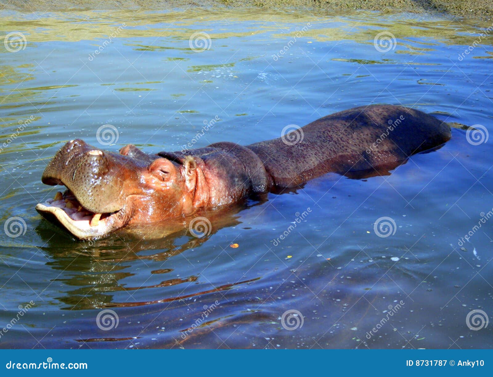 Hhippopotamus Laughing in the Blue Water Stock Image - Image of hippo ...