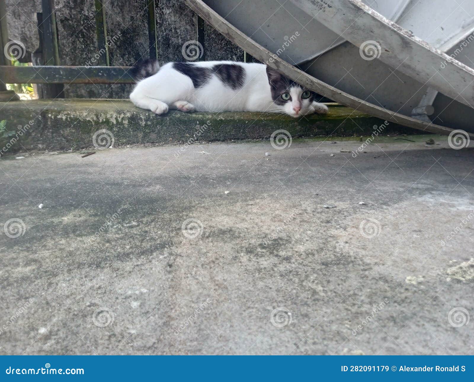 Hi Cat stock image. Image of becak, holyday, border - 282091179