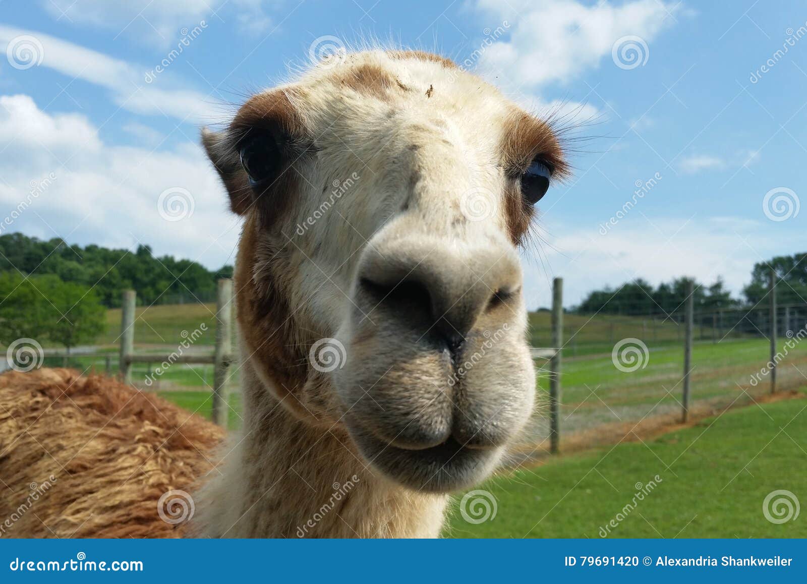 Hi stock photo. Image of face, animal, brown, nose, green - 79691420