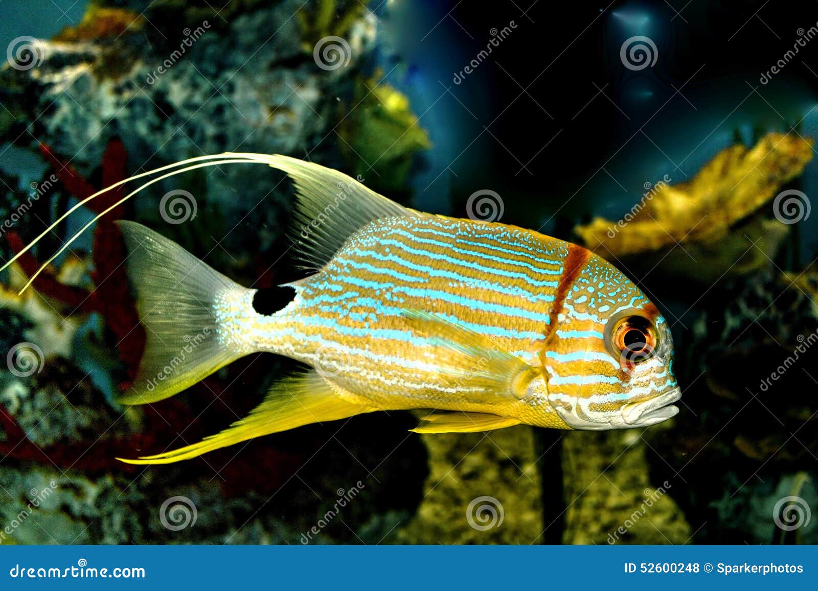 Hi-Fin Snapper stock photo. Image of aquarium, swimming - 52600248
