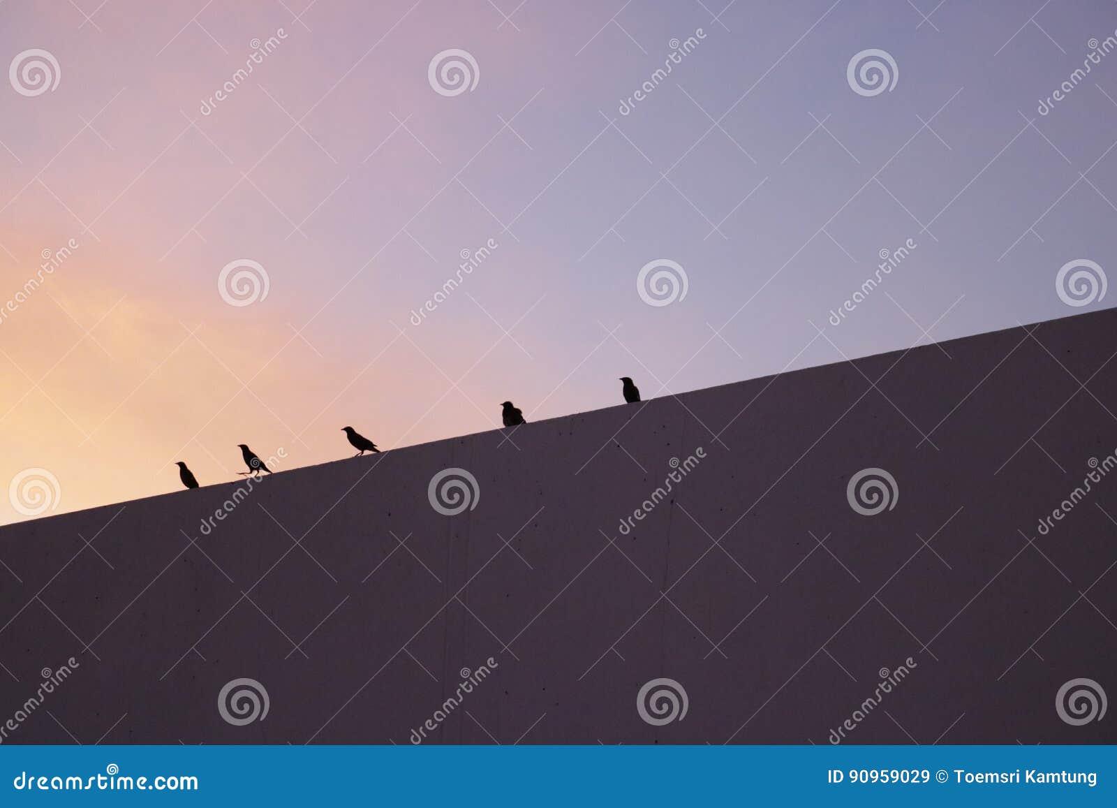 Hi five stock image. Image of birds, blue, twilight, five - 90959029